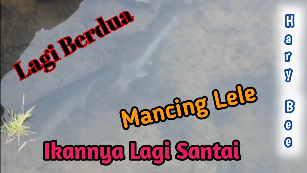 Mancing Ikan Lele // Mancing Bareng Angler Desa - YouTube