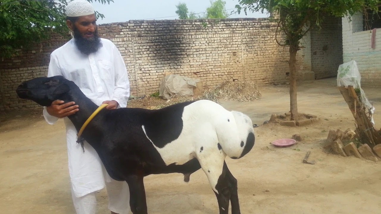 What is the top breed breeder for breeding? - YouTube