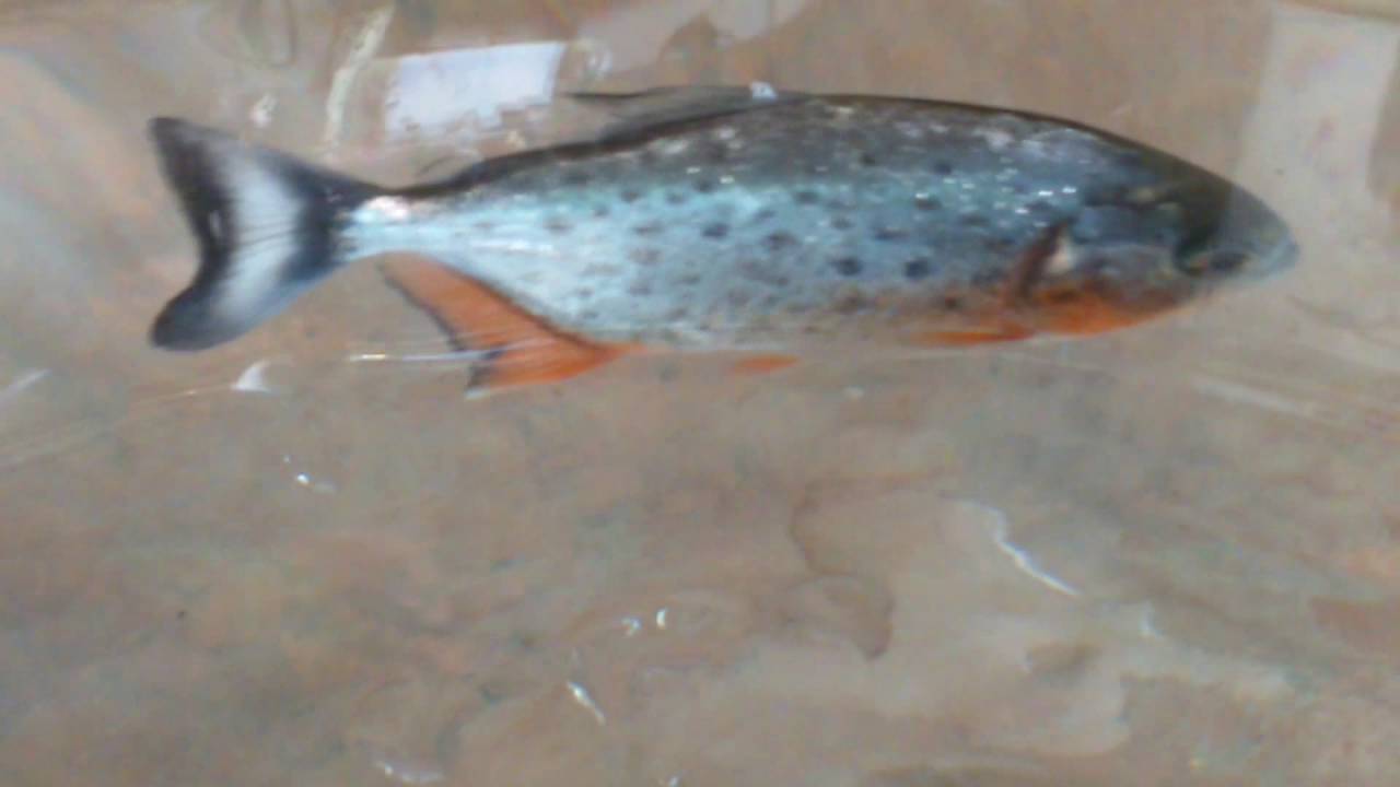 Baby Piranha up close his name is one eye - YouTube