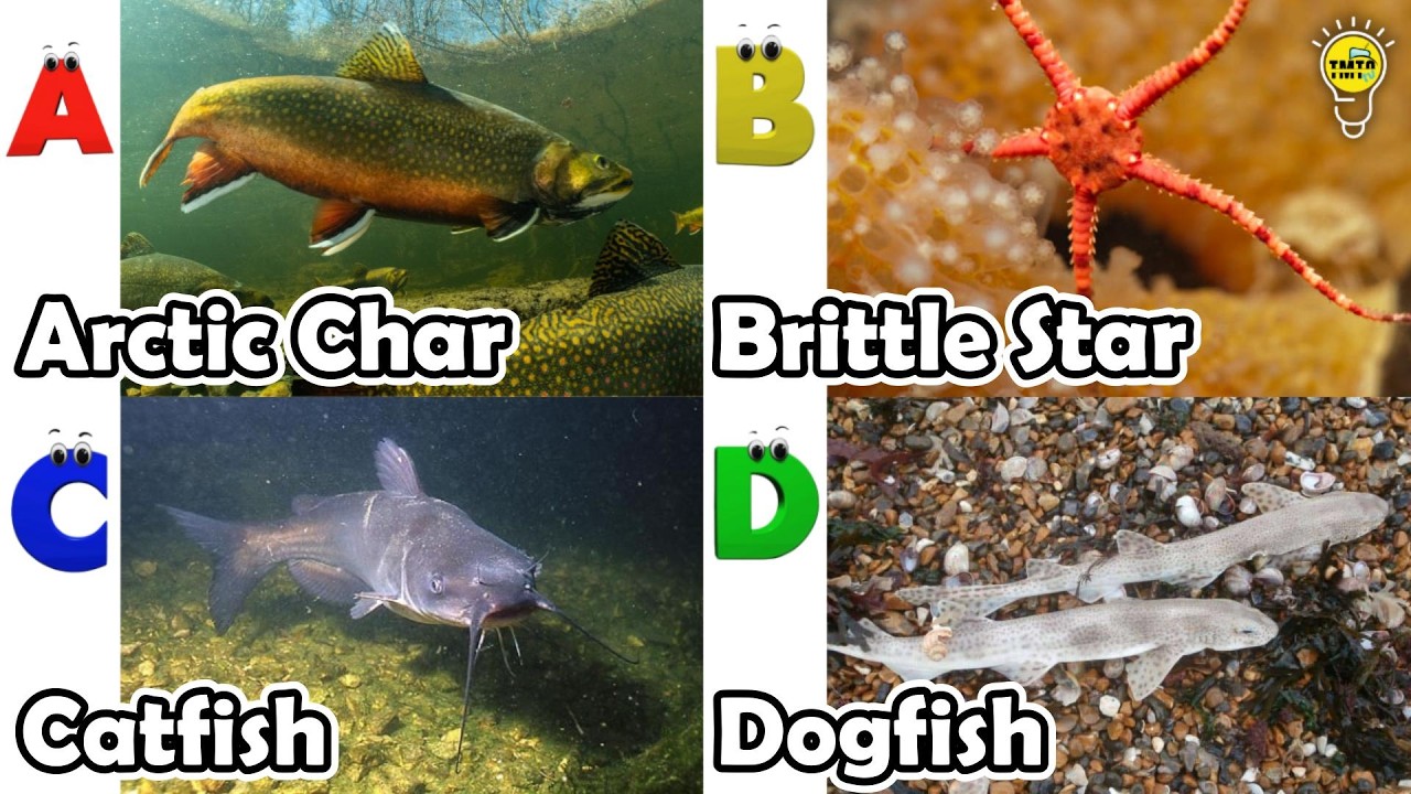 Cute ocean animals | ABC phonics animals | ABC Sea Animals song ...
