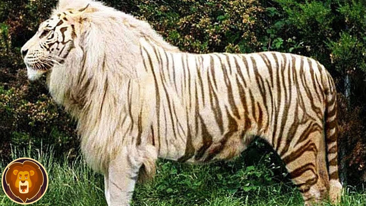 Los 15 Animales Más Raros E Increíbles Del Mundo - YouTube