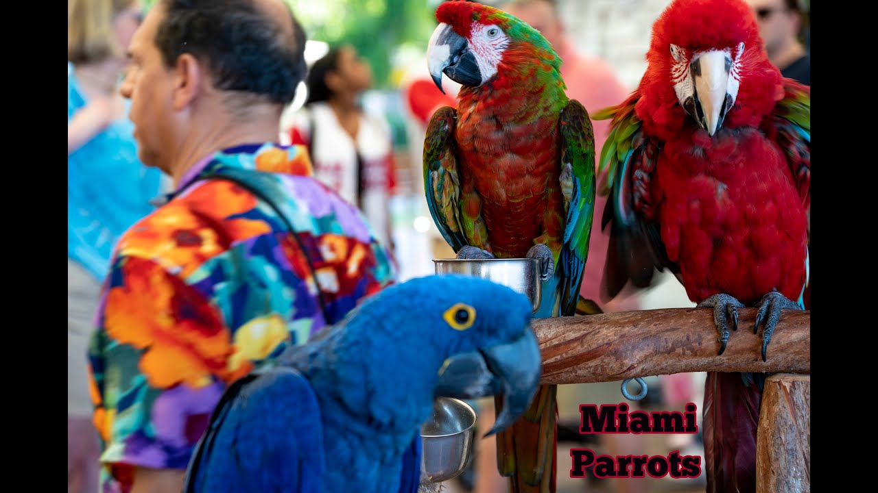Miami Parrots - YouTube
