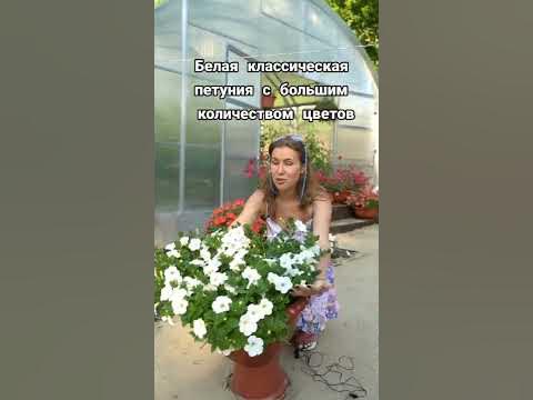 Классическая белая петуния Опера вайт - YouTube