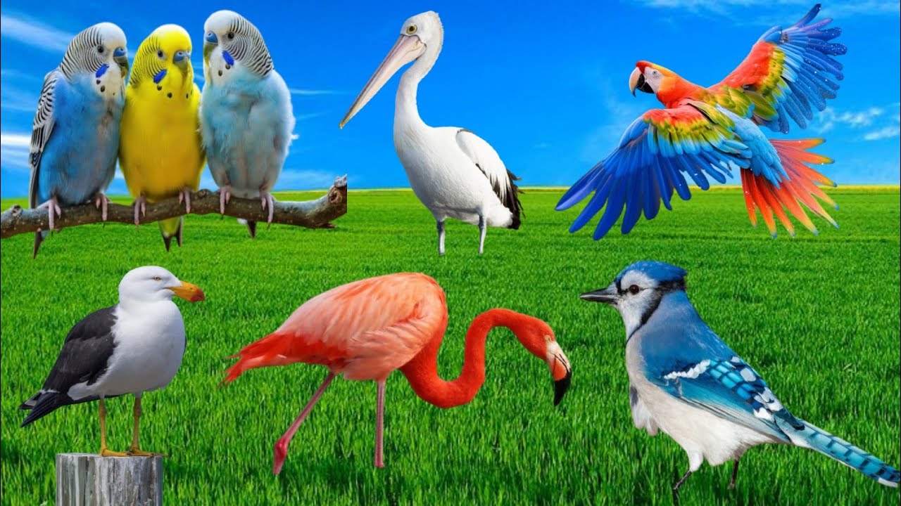 Cute Birds Sounds 2025 : Blue Jay, Gull, American Flamingo, Pelican ...