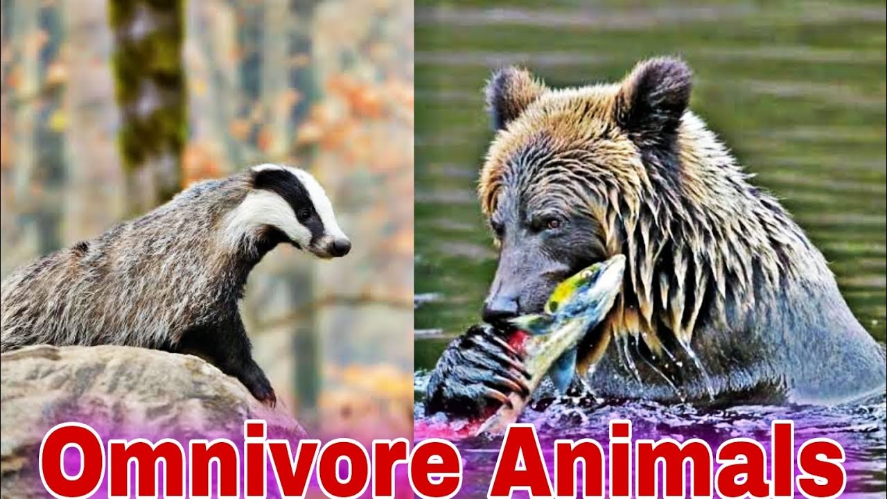 Omnivore Animals... - YouTube