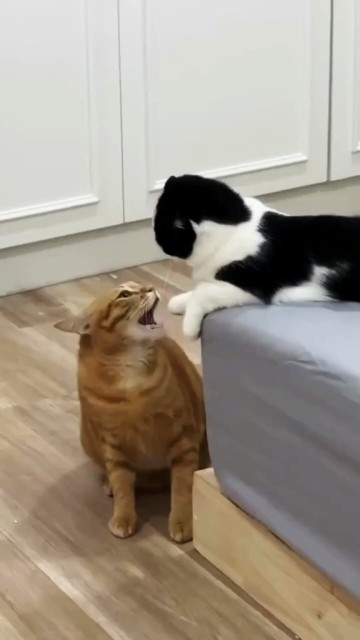 Bro's meow so deep even Batman took notes - YouTube