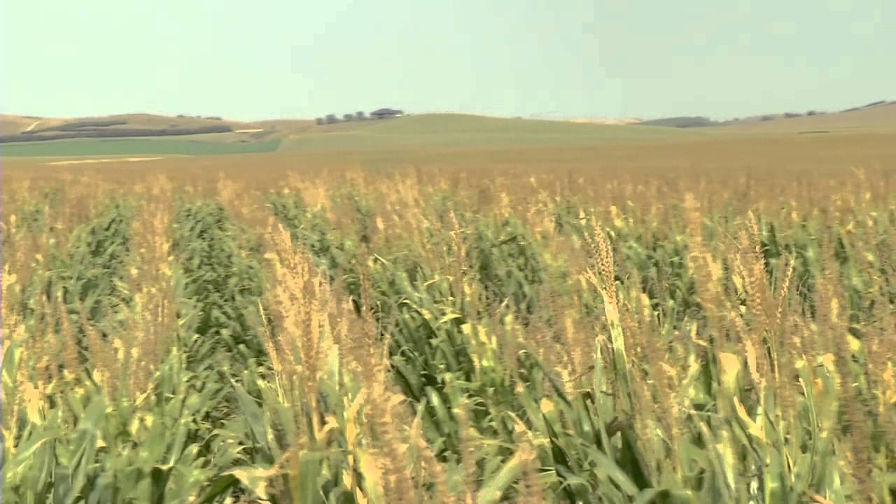 Nebraska Farm Tour Corn - YouTube