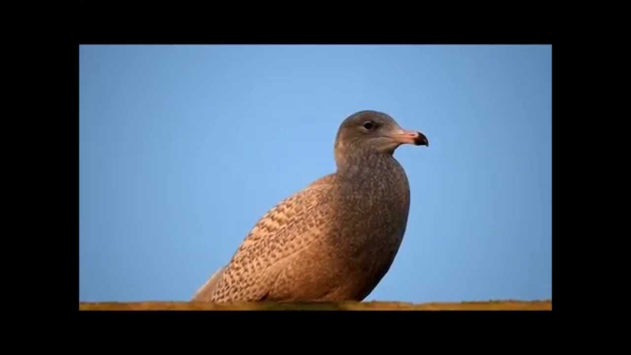 Kutup Martısı / Glaucous gull / Larus hyperboreus - YouTube