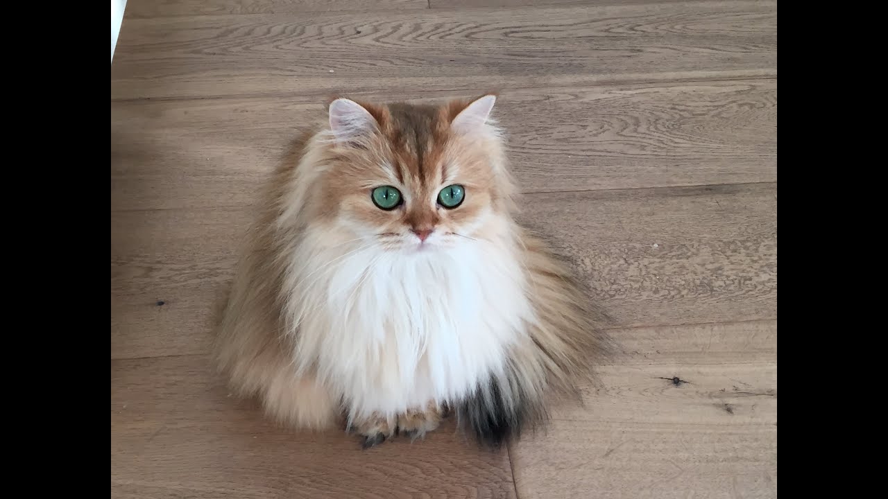 Smoothie The Cat & The Q-tip - YouTube