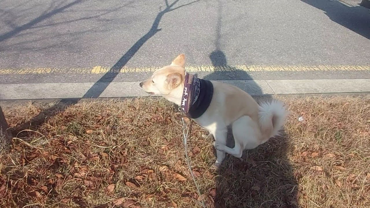 크리스마스 당일 회사 가서 공장 진돗개 산책 시키기 L 소변 볼 때 학다리 권법은 변함이 없는 진돗개의 쉬야 하기 L 공장 진돗개 크리스마스 산책 Youtube