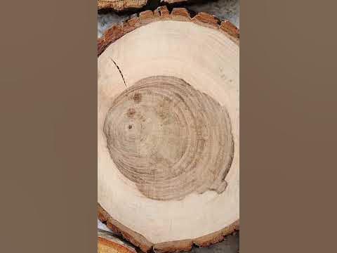 How do trees grow rings? - YouTube