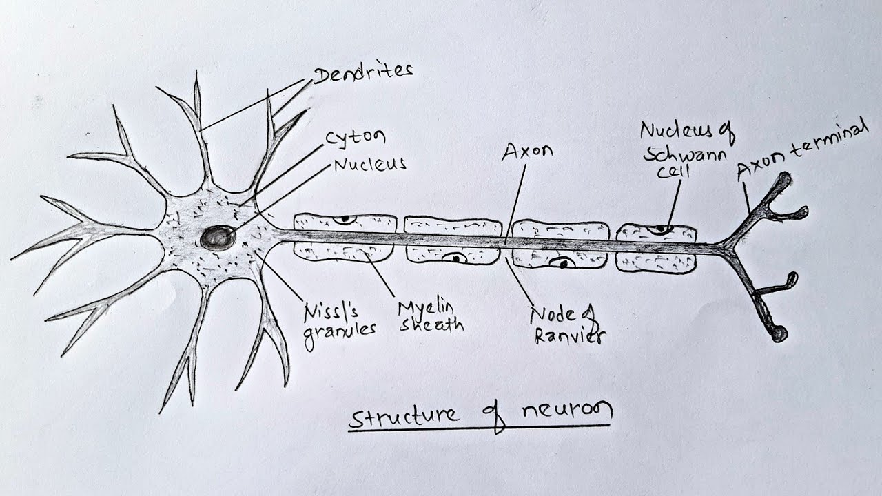 How to draw neuron || Nerve cell || Easy way - YouTube
