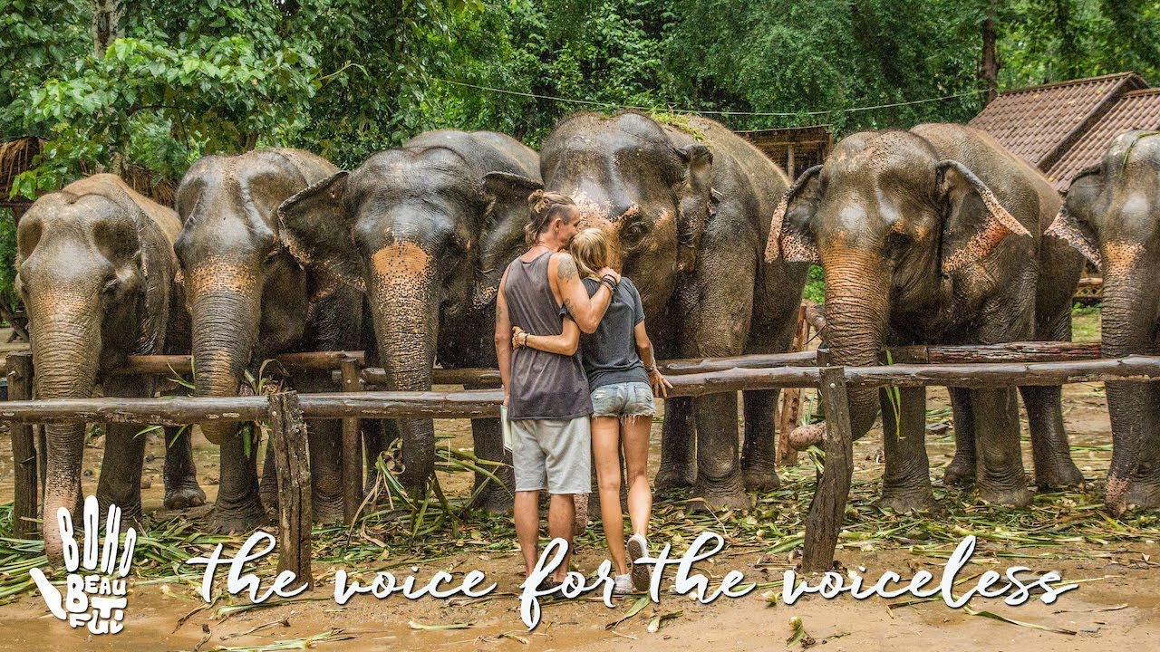 For The Love Of Elephants, Please! ♥ Boho Diaries | Ep.11 Elephant ...