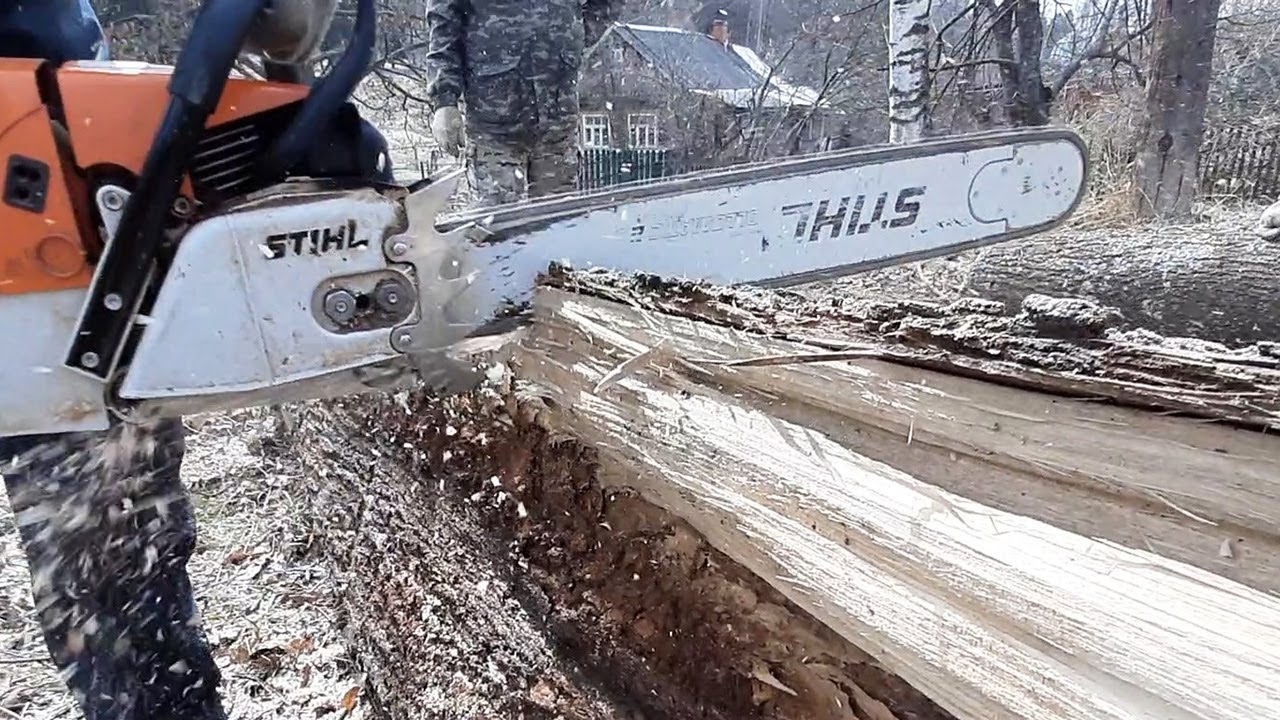 The woodcutter masterfully cuts down trees! Working with a STIHL ...