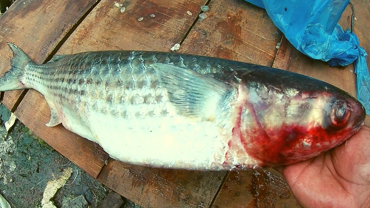 Amazing Big Batta Fish Cutting Skills In fish Market - YouTube