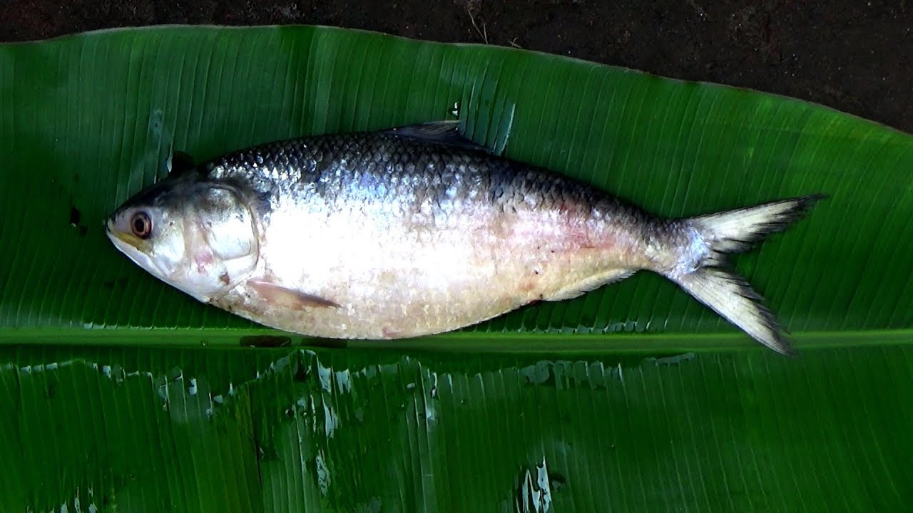 Hilish fish curry with Cauliflower /Simple fish curry Kitchen - YouTube