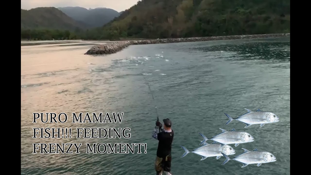 Mamaw Feeding Frenzy! Very rare moment @caylabne Cavite - YouTube
