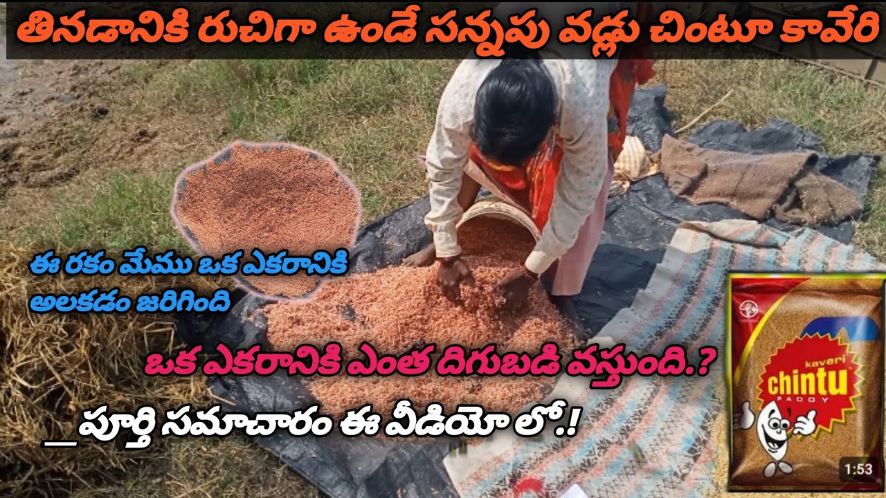 [Chintu kaveri] [seeds|| [thinadaniki ||ruchi || karamaina] [sannapu ...