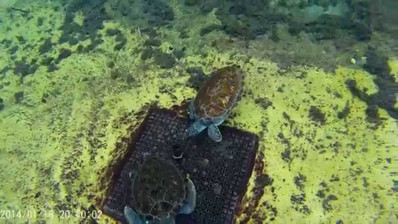 Swimming at Turtle Lagoon- Grand Cayman - YouTube