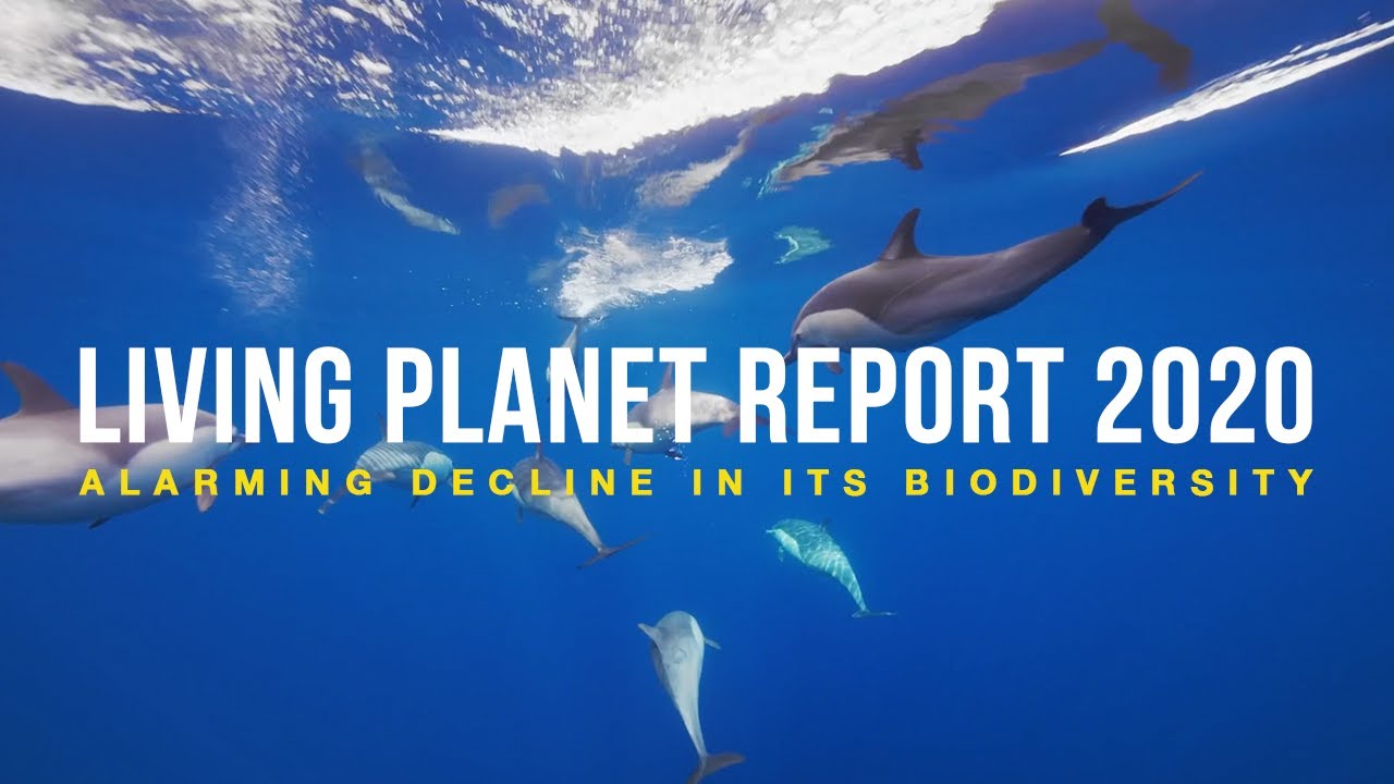 Living Planet Report 2020 WWF - YouTube