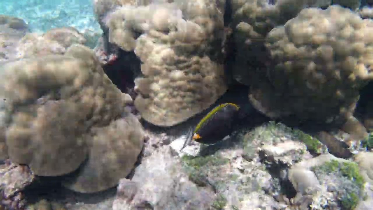 Maldives 24/09/22 Velassaru Snorkeling pt. 11 RAW - YouTube