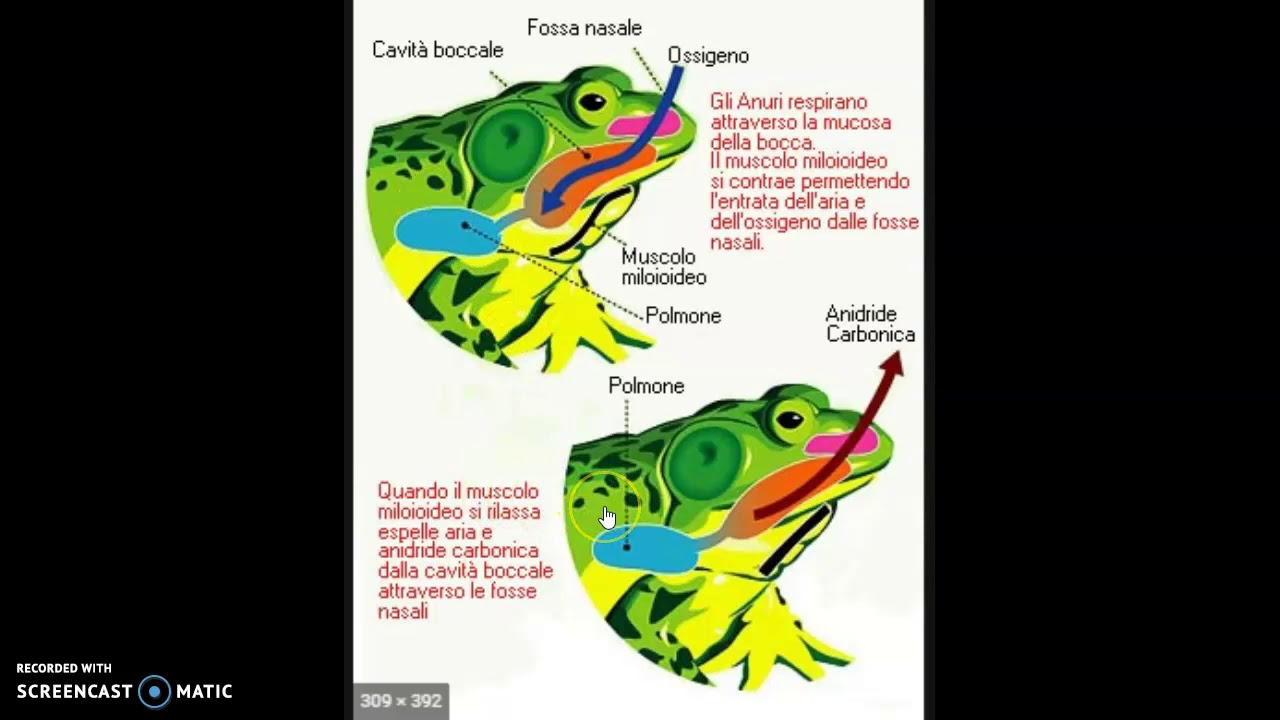 GLI ANFIBI - YouTube