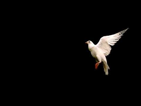 Beautiful white dove flying .