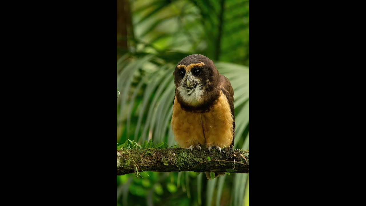 Murucututu-de-barriga-amarela - YouTube