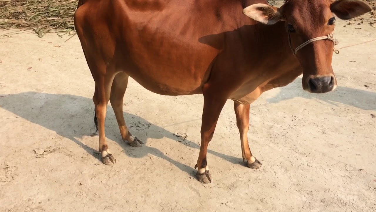 Patellar Fixation on both legs in a cow. - YouTube