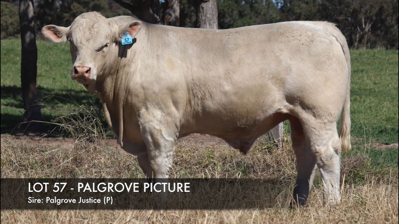 Palgrove Bull Sale 2020 - Lot 57 - YouTube