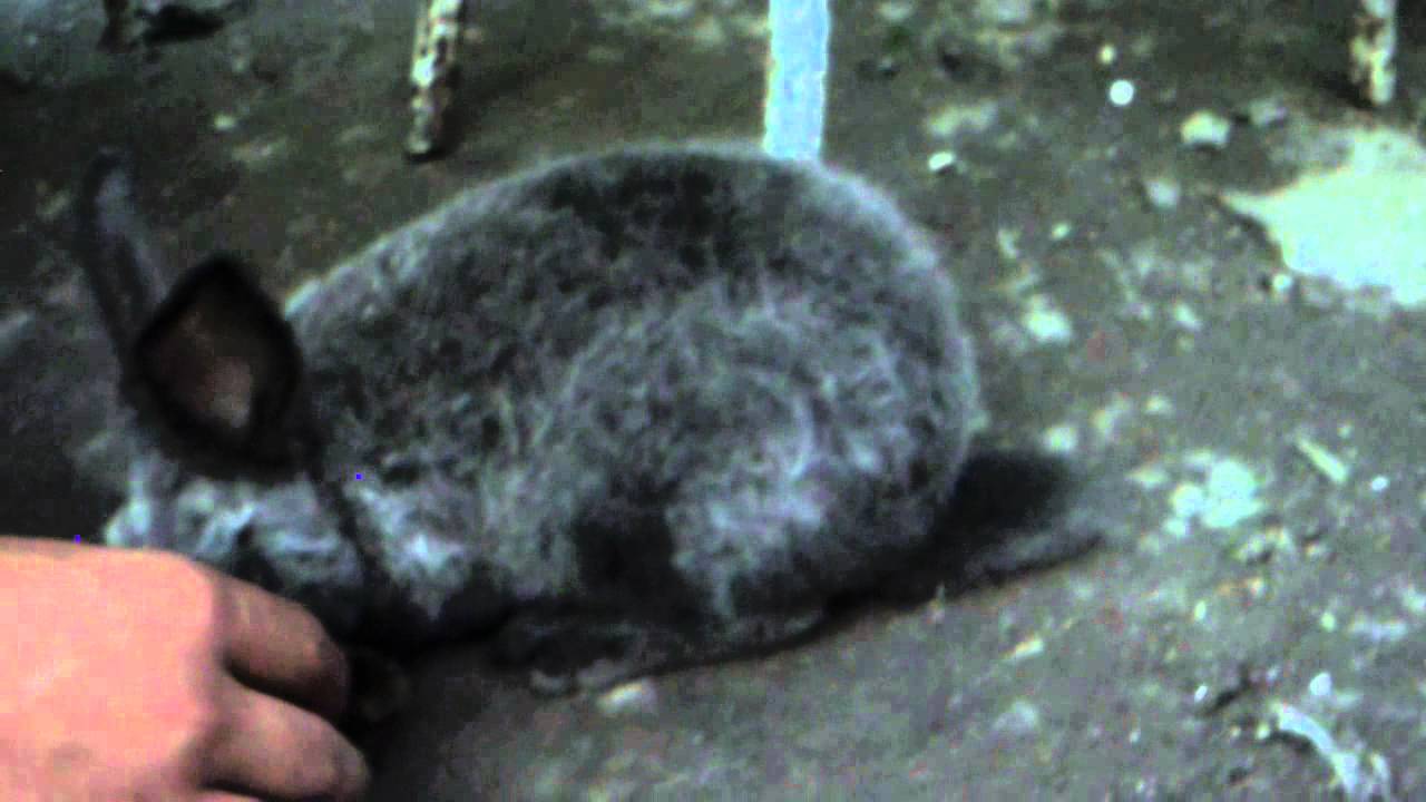el conejito mas tierno del mundo - YouTube