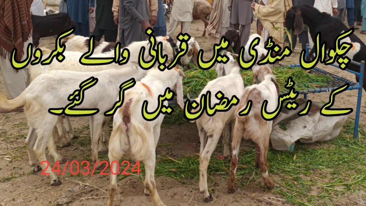 Low price Goats in Chakwal Mandi. Low price animals in Chakwal Mandi ...