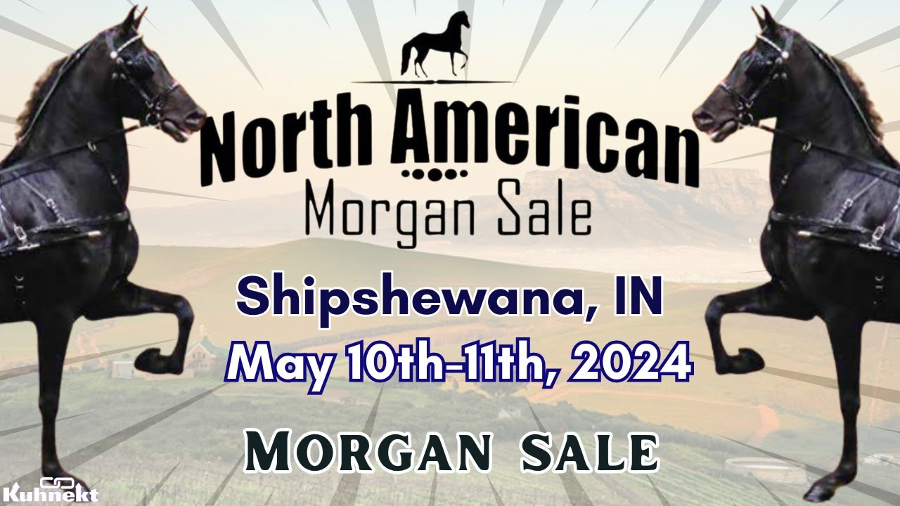 Morgan Sale - 2024 North American Horse Saale - YouTube
