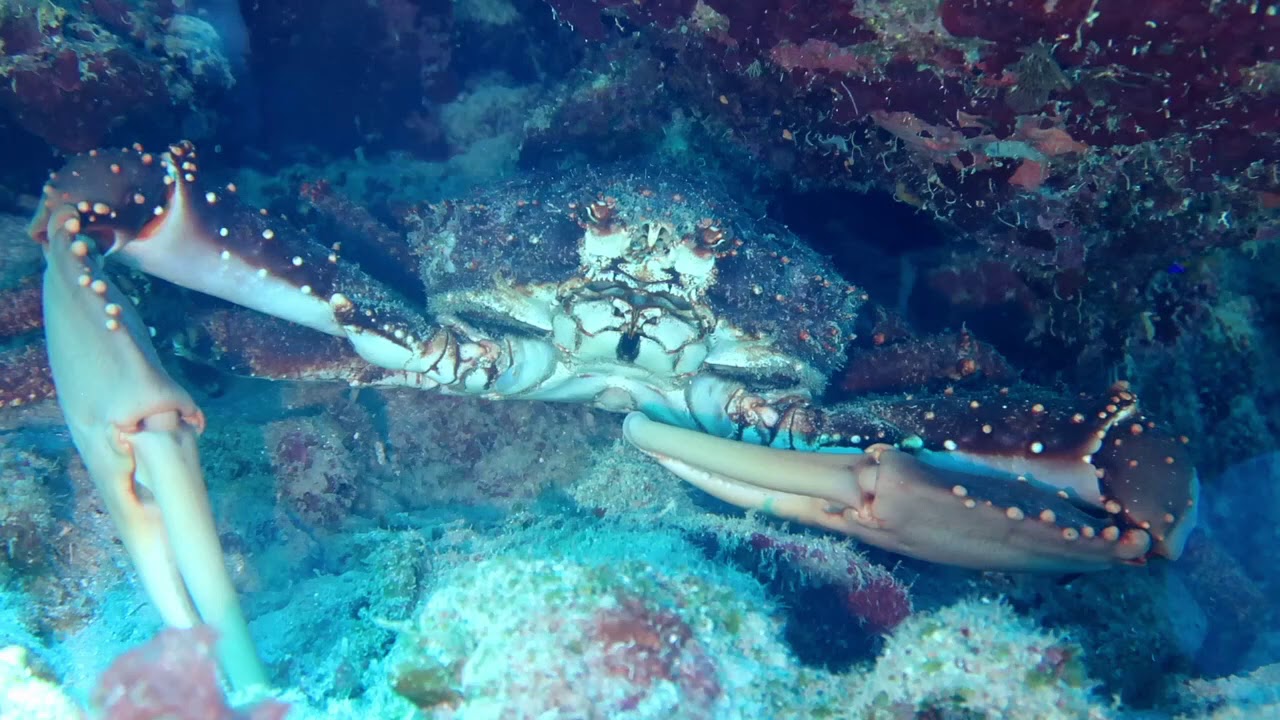 Hole-in-the-wall dive, Roatan Island, July 2020 - YouTube