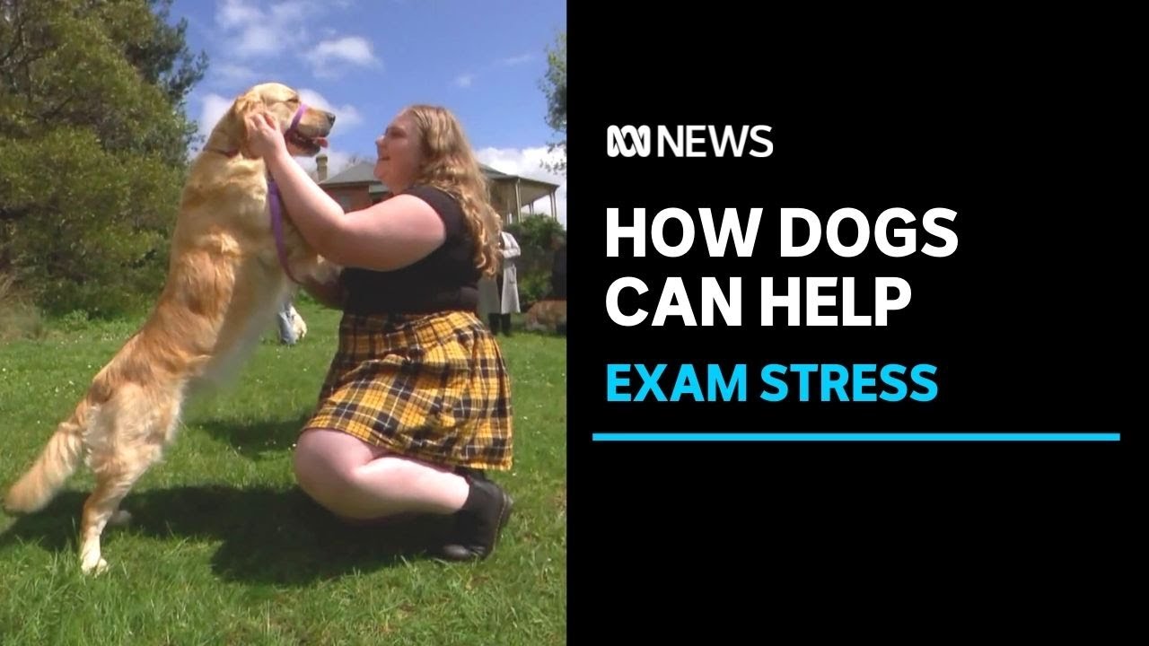 Puppy playtime for exam-stressed students, and dogs who need ...