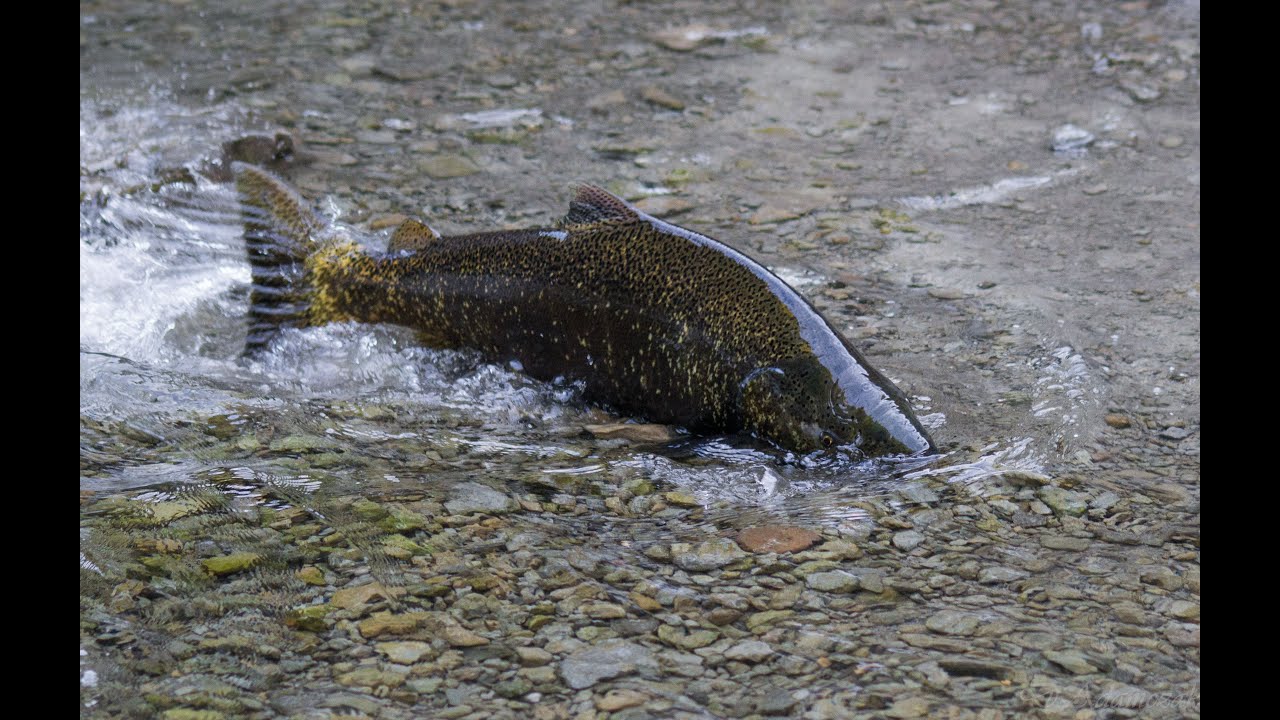 Pink Salmon and Chinook spawn run! - YouTube