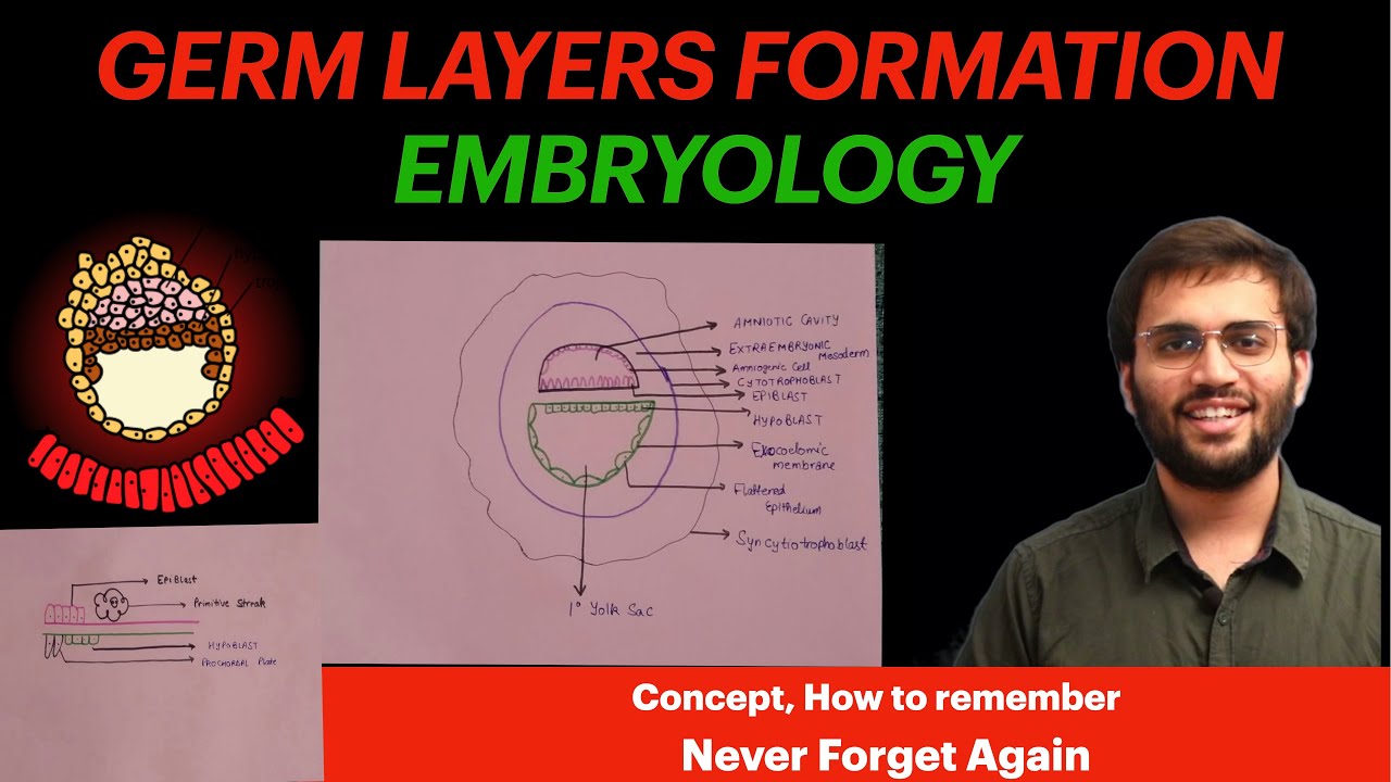 Germ Layer Embryology | Gastrulation Video - YouTube