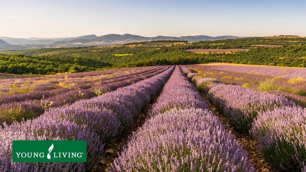 Join Us in the World Capital of Lavender - YouTube
