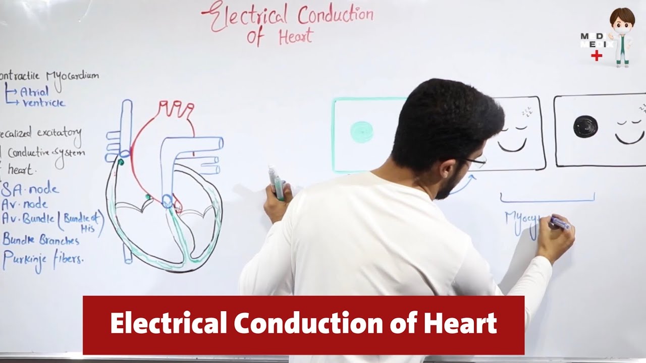 Electrical Conduction of Heart (Physiology #24) - YouTube