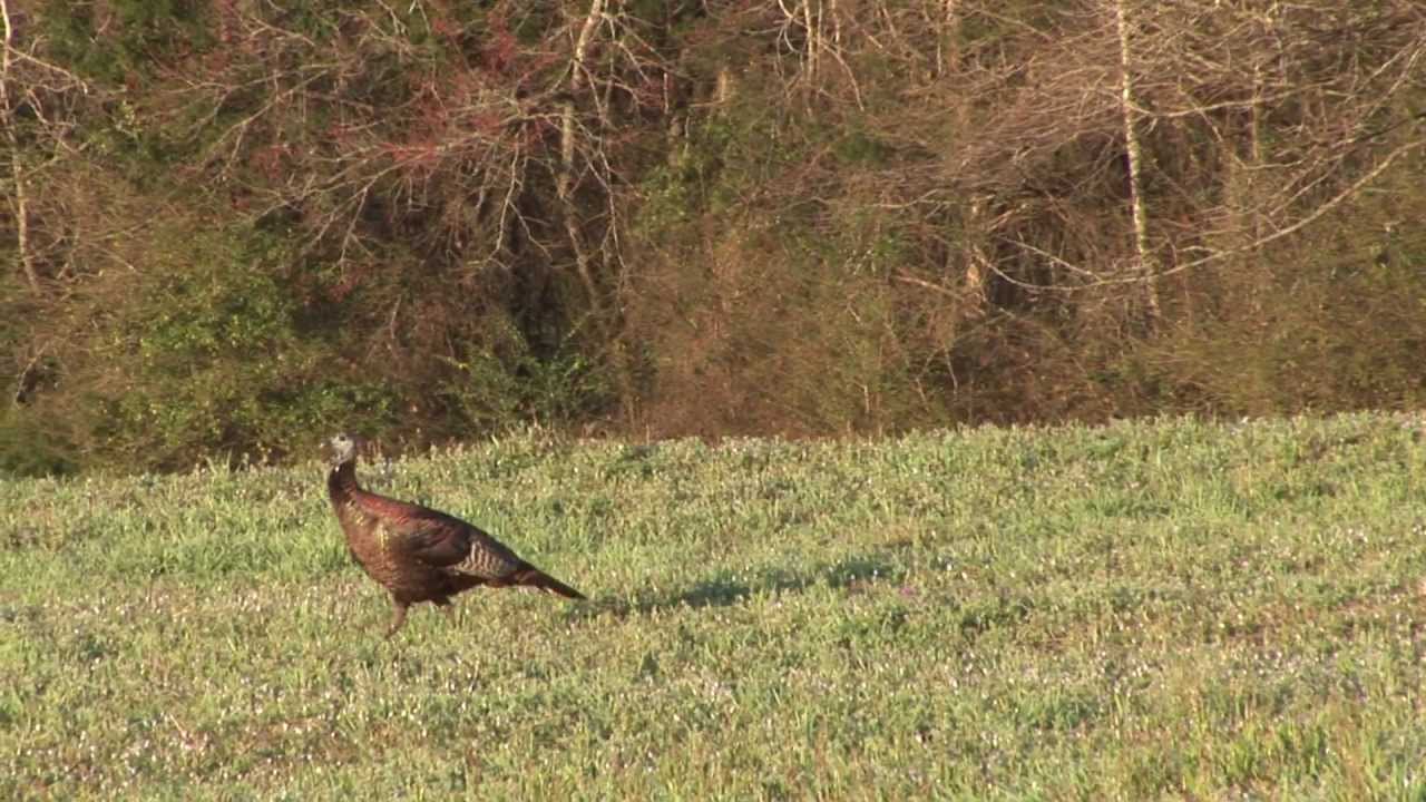 Excited Hen Turkey yelps and Coyote! - YouTube