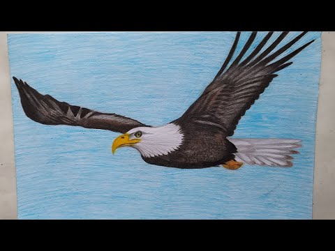 Rəsm - Qartal Necə Çəkilir - How to Draw Eagle