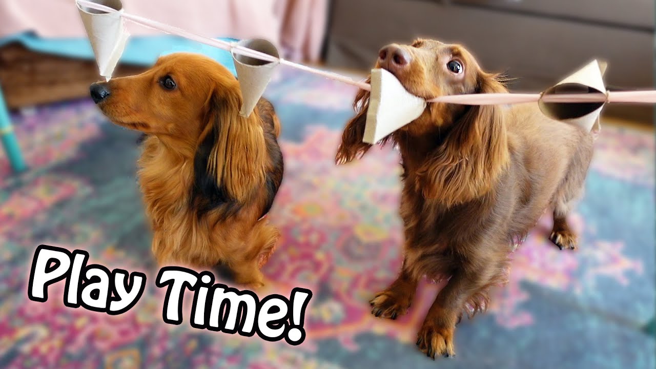 Play Time With The Dogs - YouTube