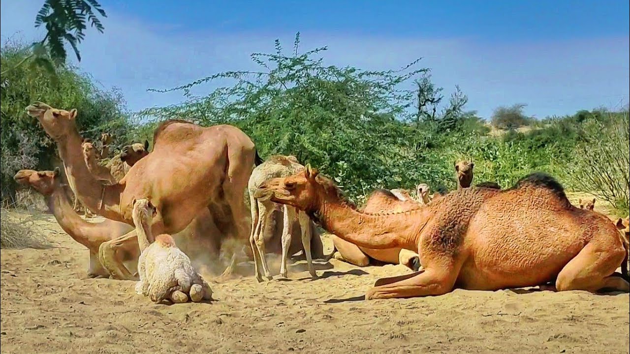 camel attack | camel fight | camel in dust - YouTube