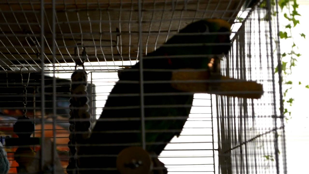 Coco the cursing bird - YouTube