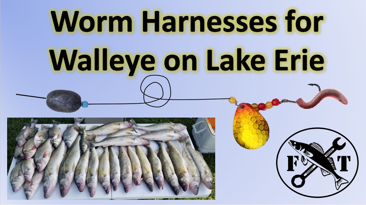 Using a Worm Harness at Lake Erie - June 2020 - YouTube