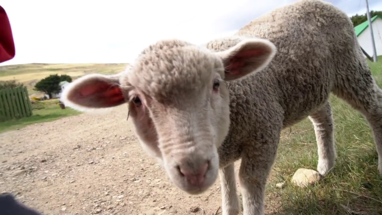 The Falkland Islands Wolf - YouTube