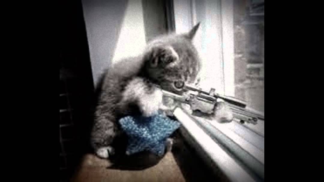 top ten best armed animals - YouTube