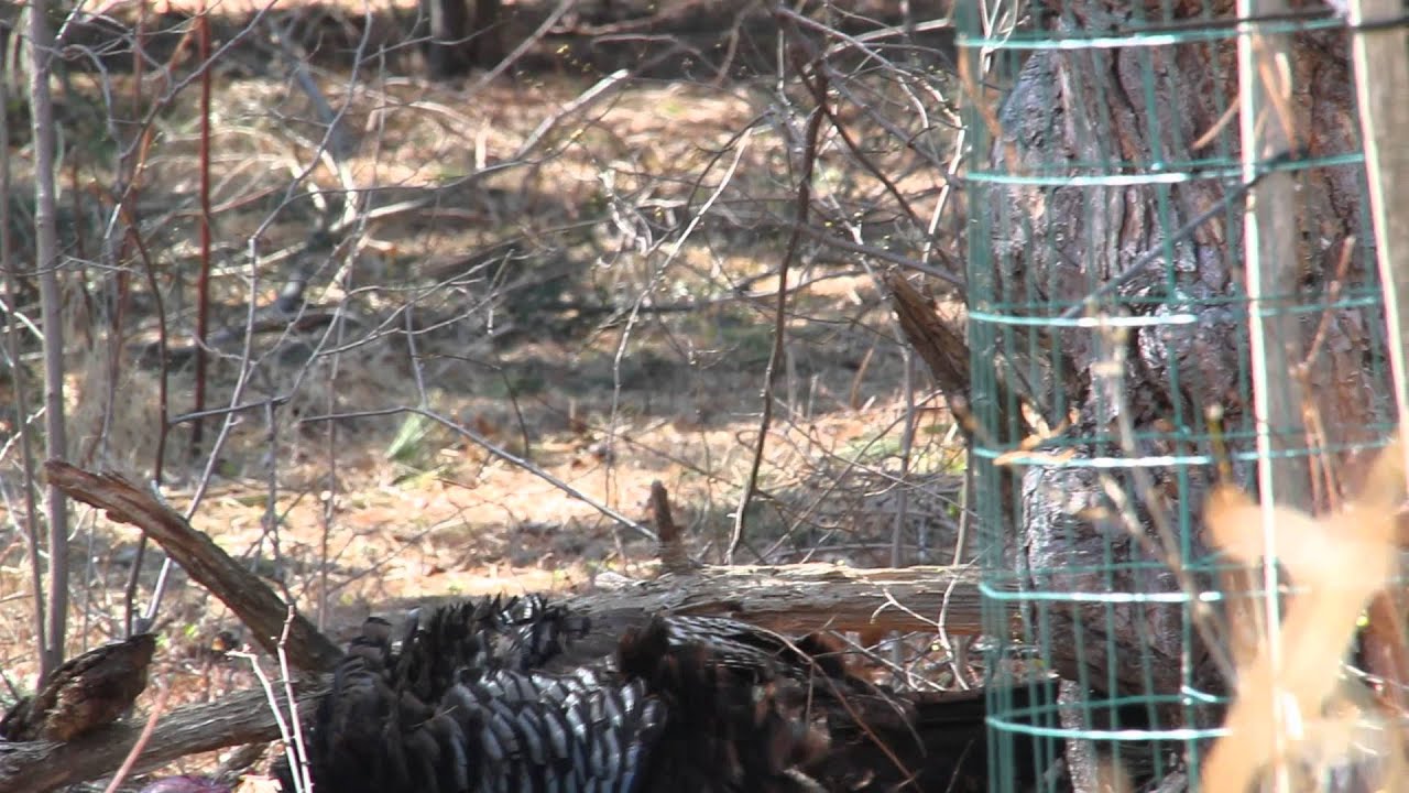 How to build a turkey nest. - YouTube