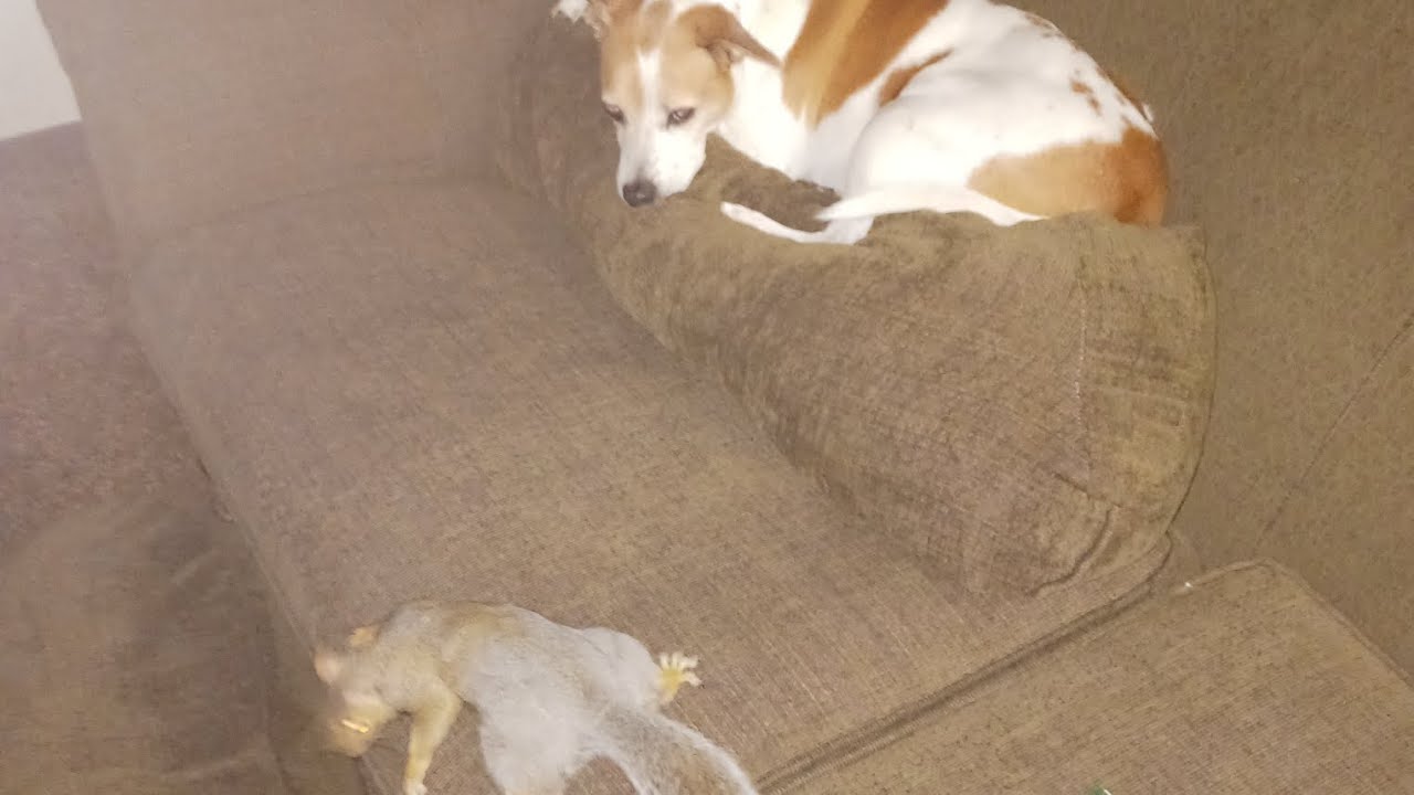 Squirrel bites in slow motion - YouTube