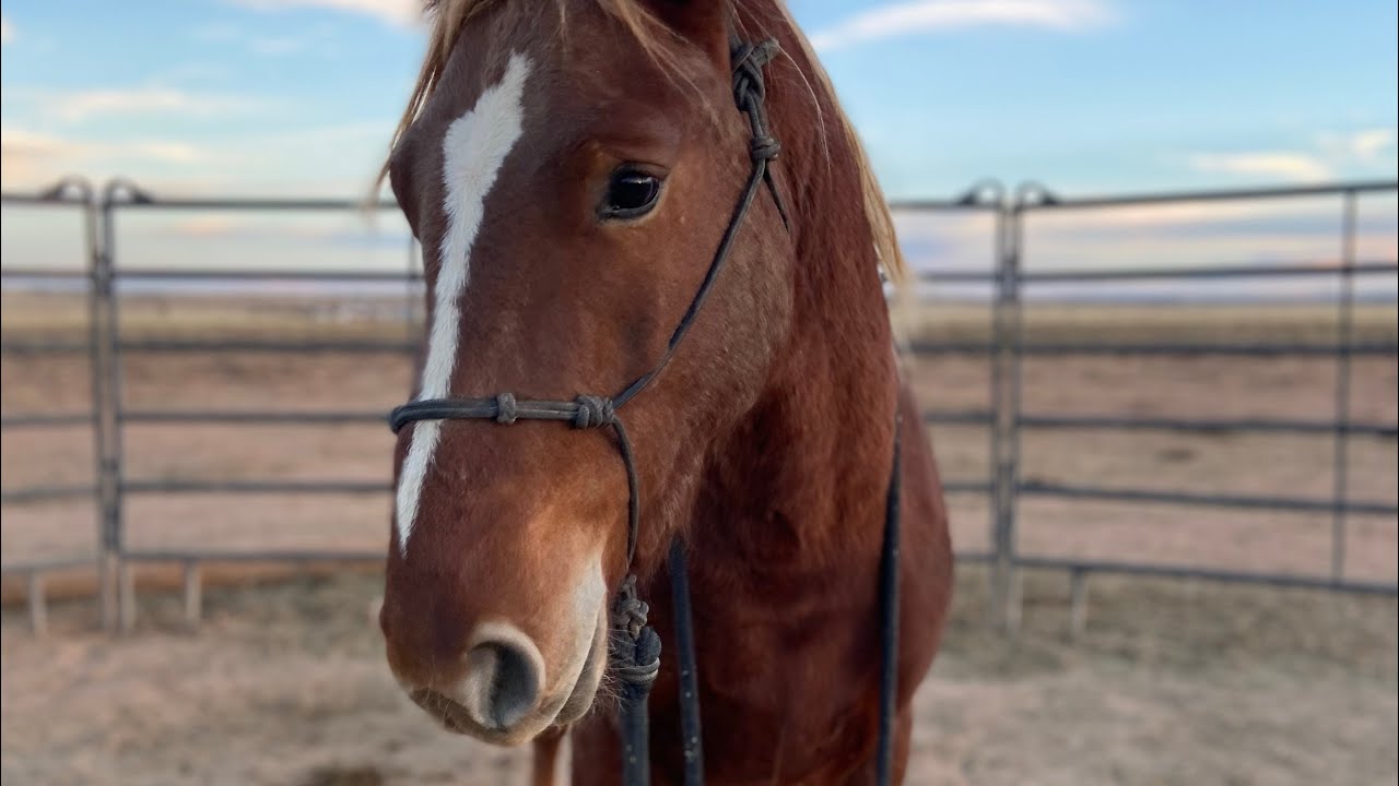 The ORIGINAL “Big Loop Fully Adjustable Rope Halter” - YouTube